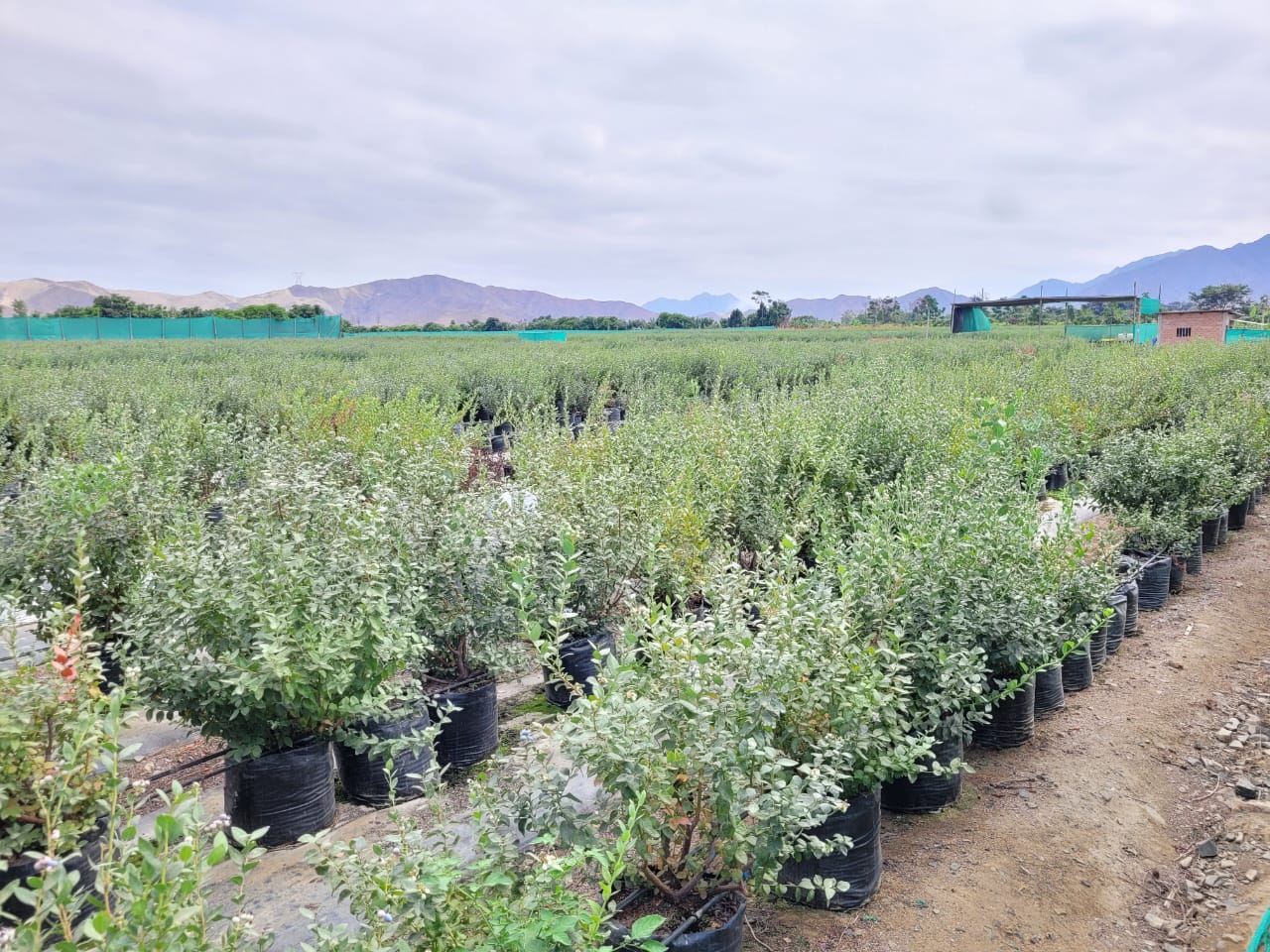 Hortifrut Perú capacita a pequeños agricultores para fortalecer la ...