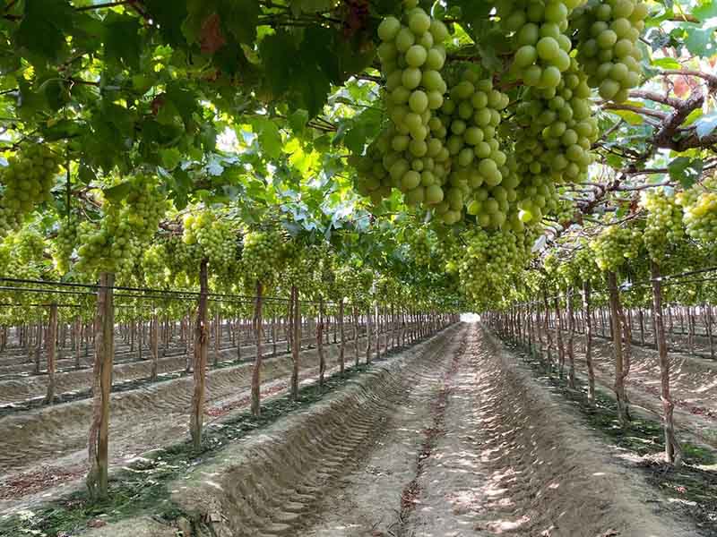 Corporación Costa del Sol anuncia alianza estratégica de Ecosac con ...